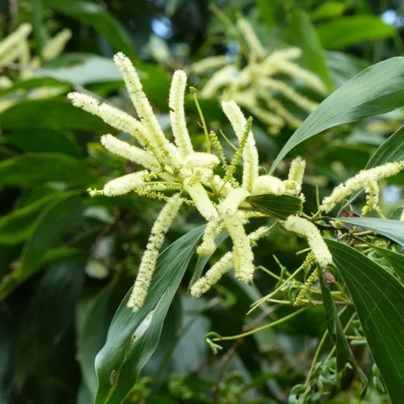 Plantas Nativas - Abritta Plantas