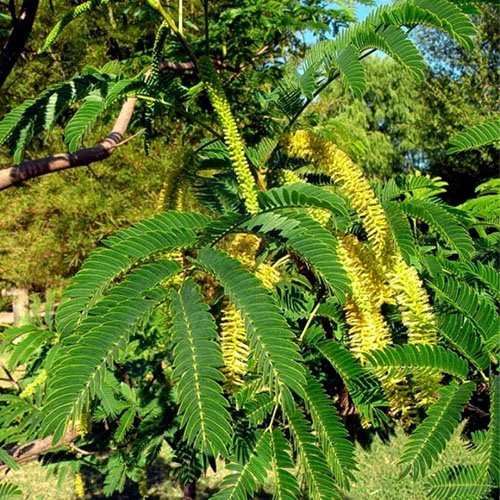 Plantas Nativas em Campinas - Abritta Plantas