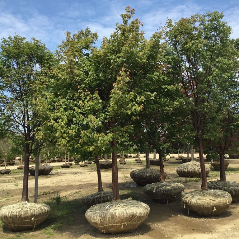 Plantas Nativas em Campinas - Abritta Plantas