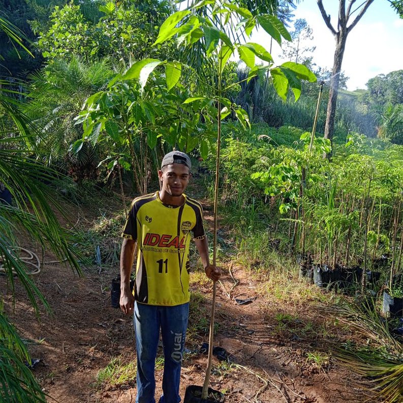Plantas Nativas - Abritta Plantas